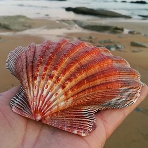 Rere Natural Conch Sea Shell, Natural Decor Seashells Home Decoration ...