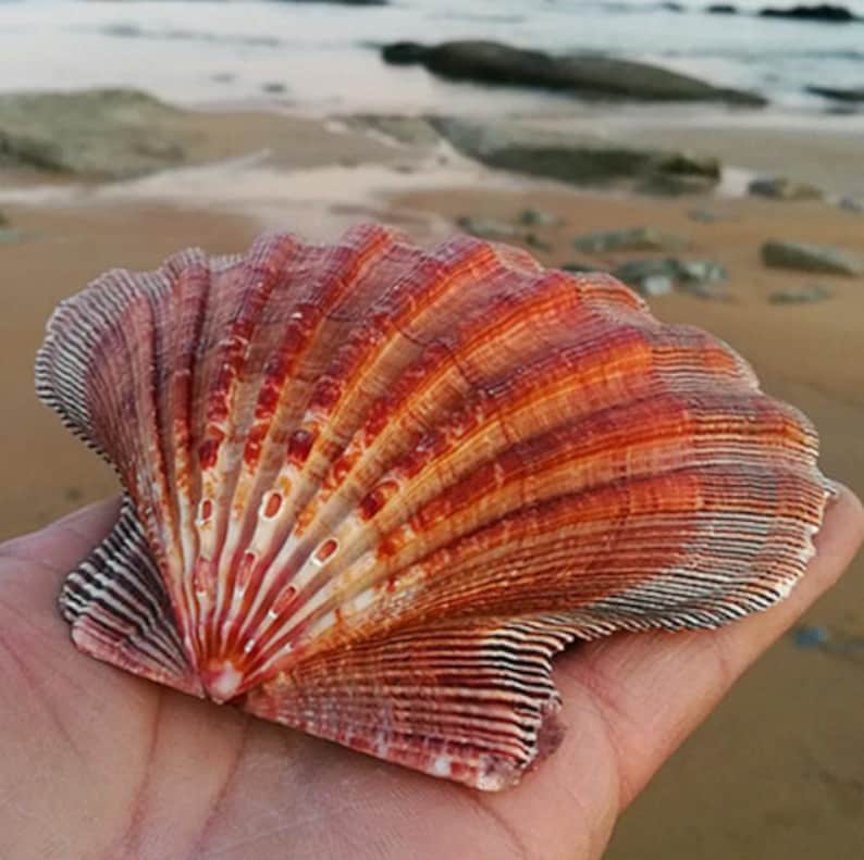 Rere Natural Conch Sea Shell Natural Decor Seashells Home | Etsy