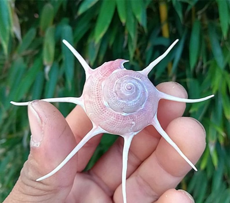 Rare Seastar 5-6 Cm Natural Conch Shell Snail Natural Conch | Etsy