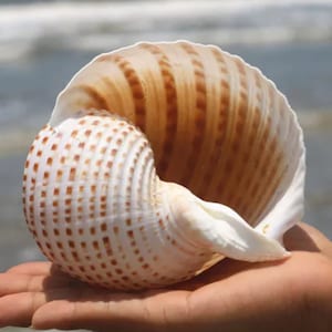 Large Natural Sea Snail Shell: Conch Aquarium Decor (8-9 Cm) - Etsy
