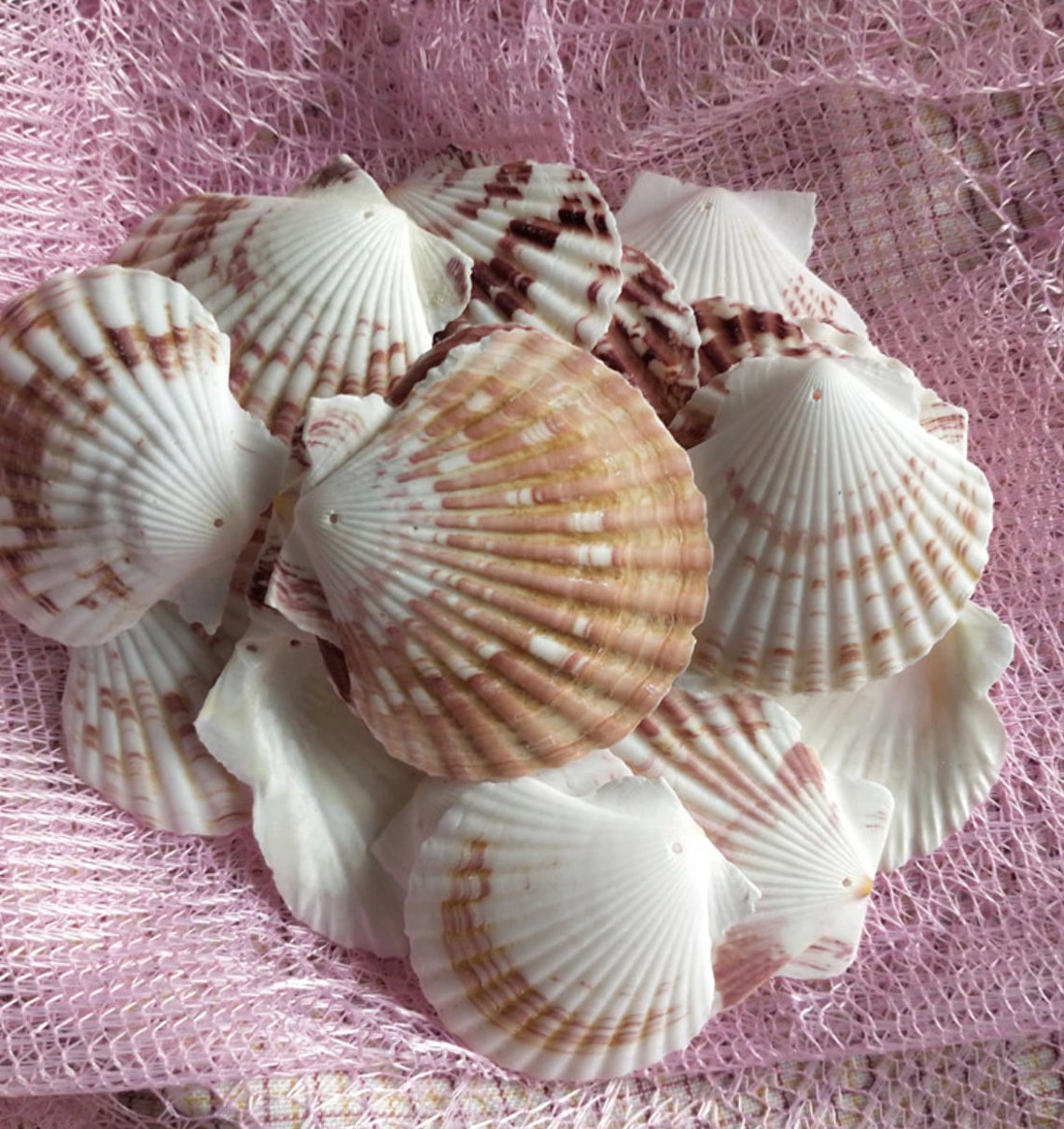 30pcs Natural Conch Sea Shell Natural Decor Seashells Home - Etsy