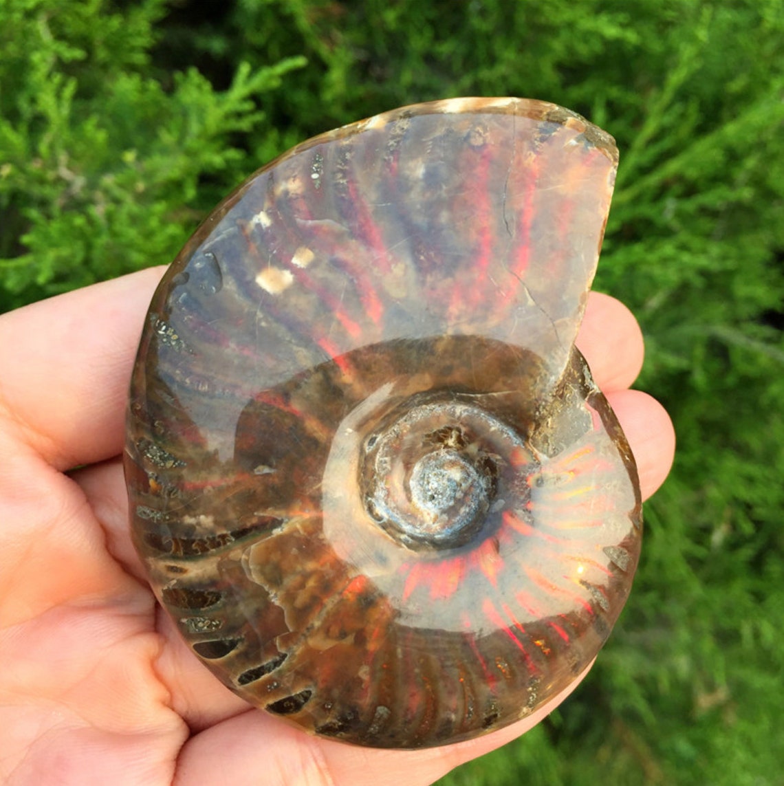 Rare Large Natural Fossil Conch Shell Craft Collection - Etsy