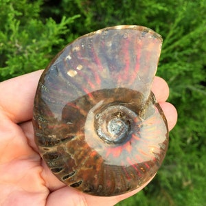 Rare Large Natural Fossil Conch Shell Craft Collection, Natural Crystal ...