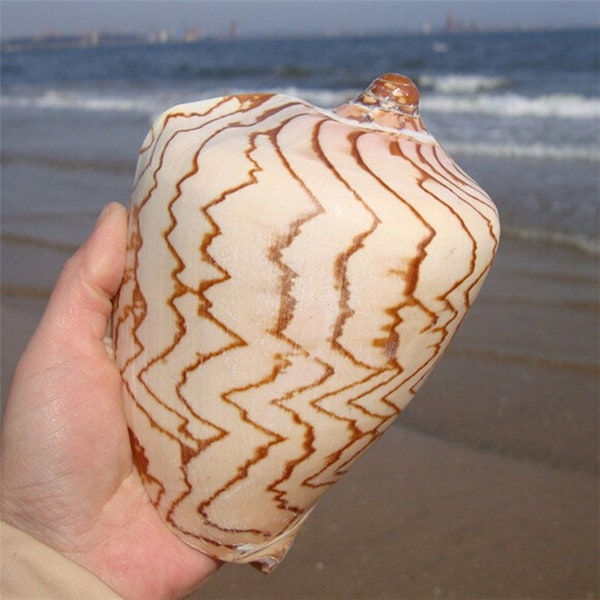 Large Conch Shell - Etsy