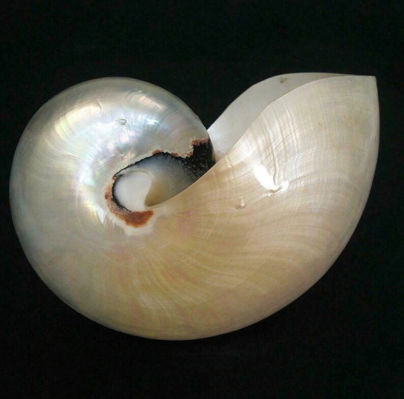 Big Famous Screw Natural Conch Nautilus Shell Starfish Craft - Etsy