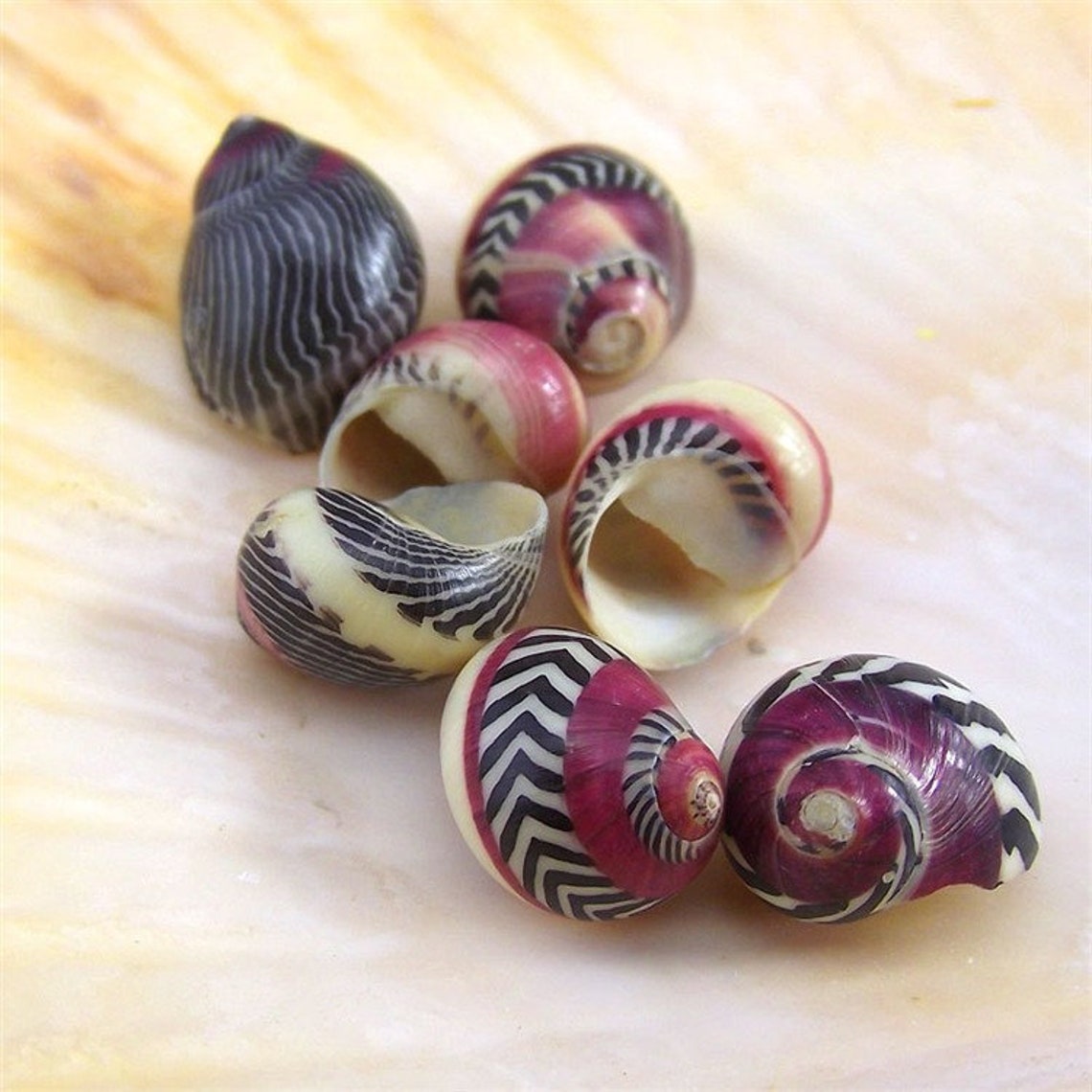 8pcs/lot Natural Small Conch Shells Colorful Shell Water | Etsy