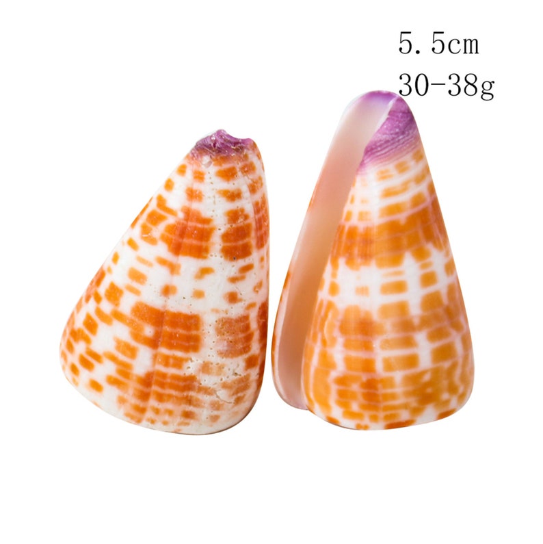 5-6cm RARE LARGE Natural red Craft Conch Shell Corn Conch Sea | Etsy