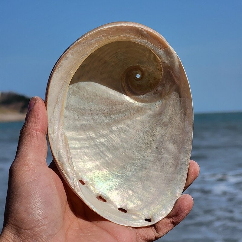 Rare Natural Conch Shell Seashells home Decoration Natural - Etsy 日本