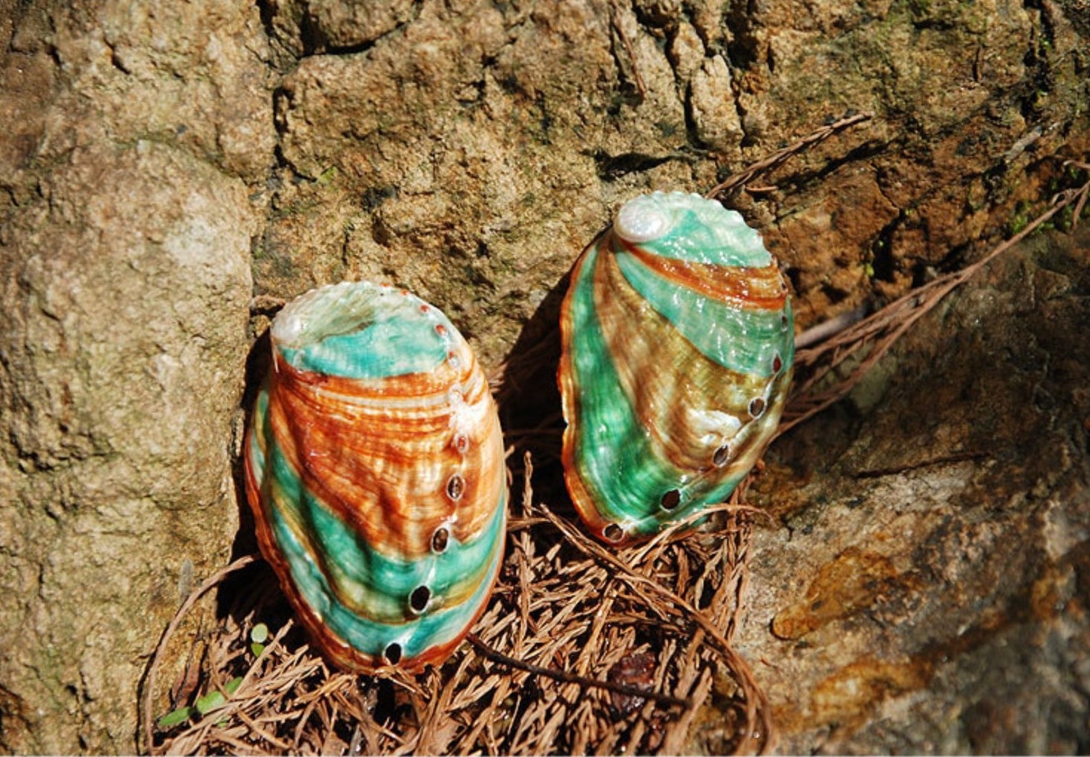 7-8cm Rare Abalone Shell Natural Conch Shell Fish Tank - Etsy