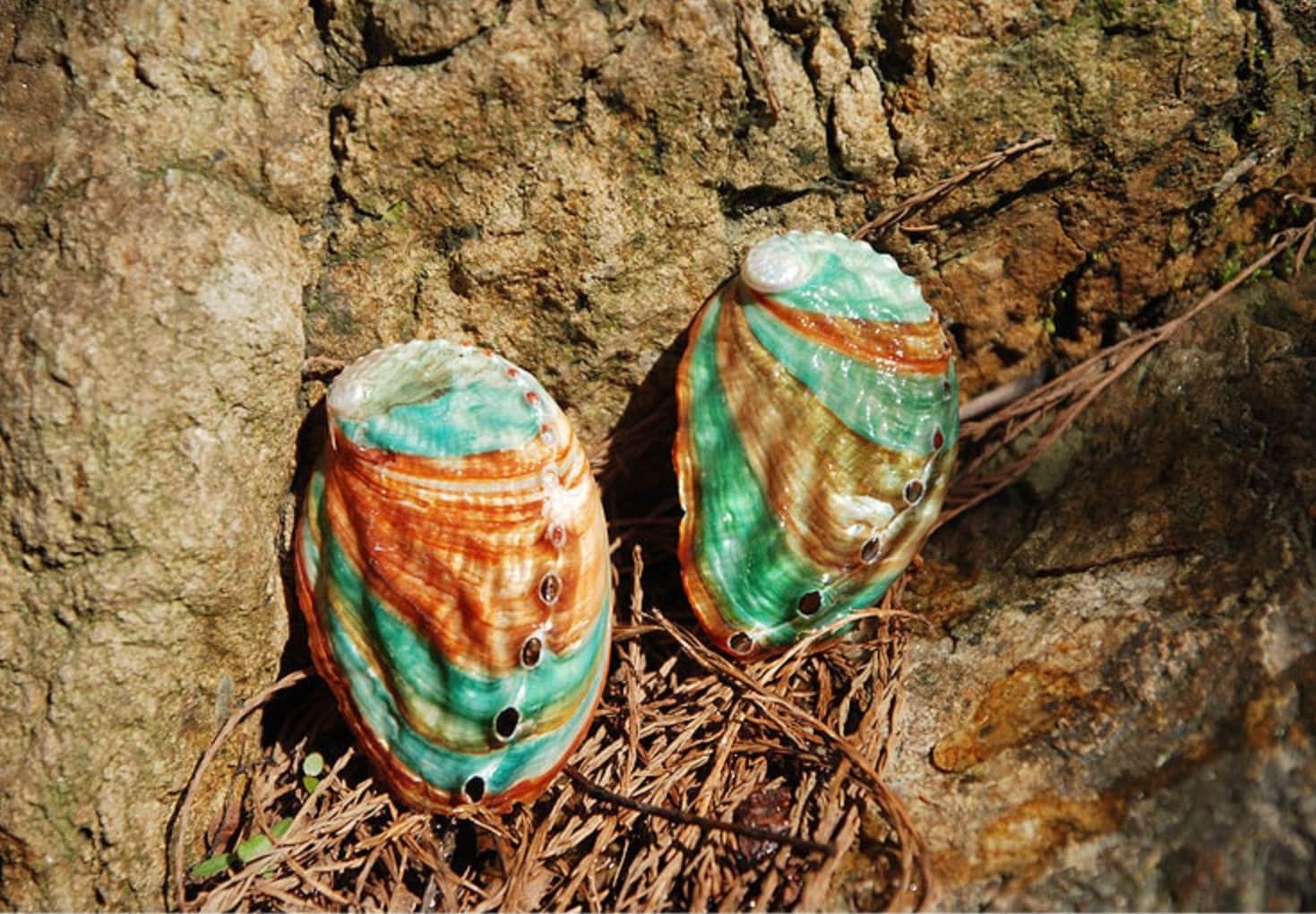 7-8cm Rare Abalone Shell Natural Conch Shell Fish Tank - Etsy UK