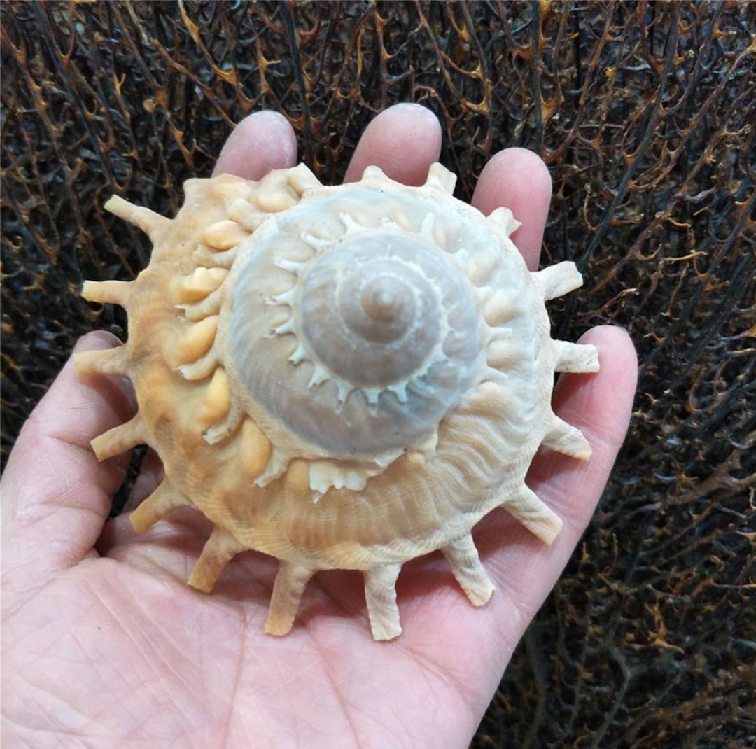 8-12cm LARGE Natural Natural Conch Shells Aquarium Landscaping Home ...