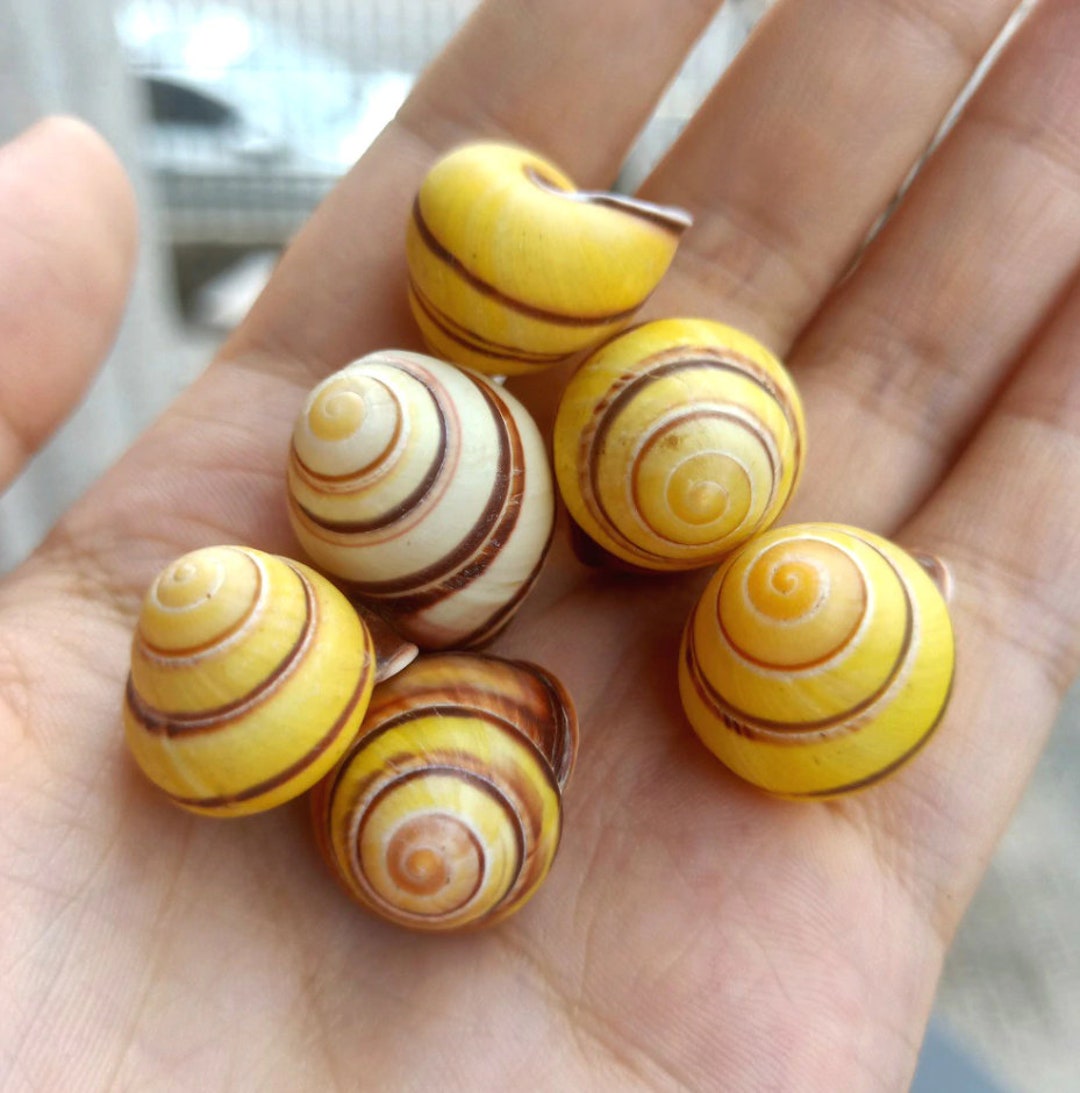 5PCS Gold Conch Lucky Seashells Natural Snail Seashell, Natural Crafts ...