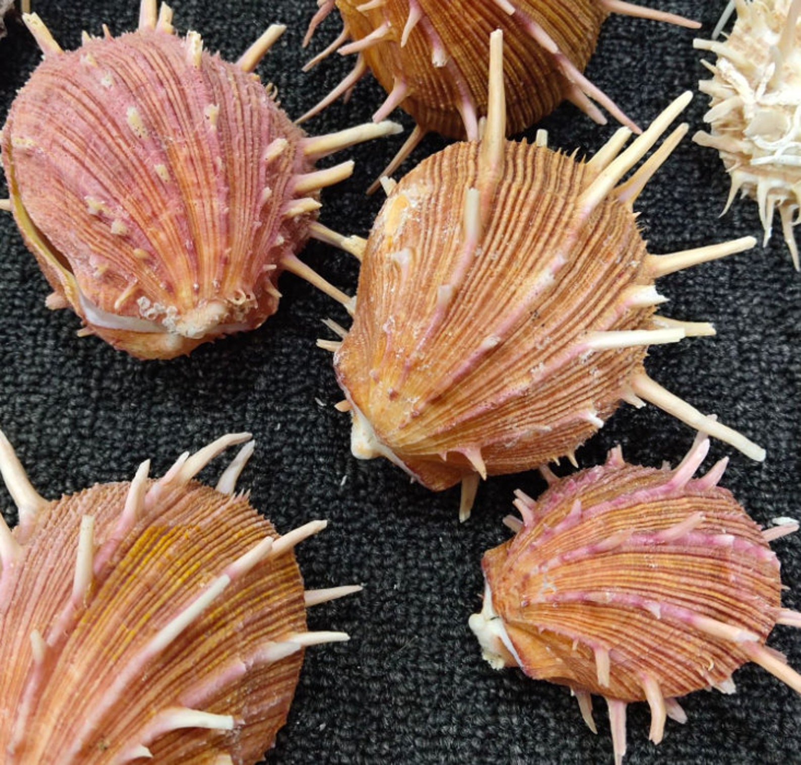 07-13cm LARGE Natural Conch Shells Fish Tank Aquarium | Etsy