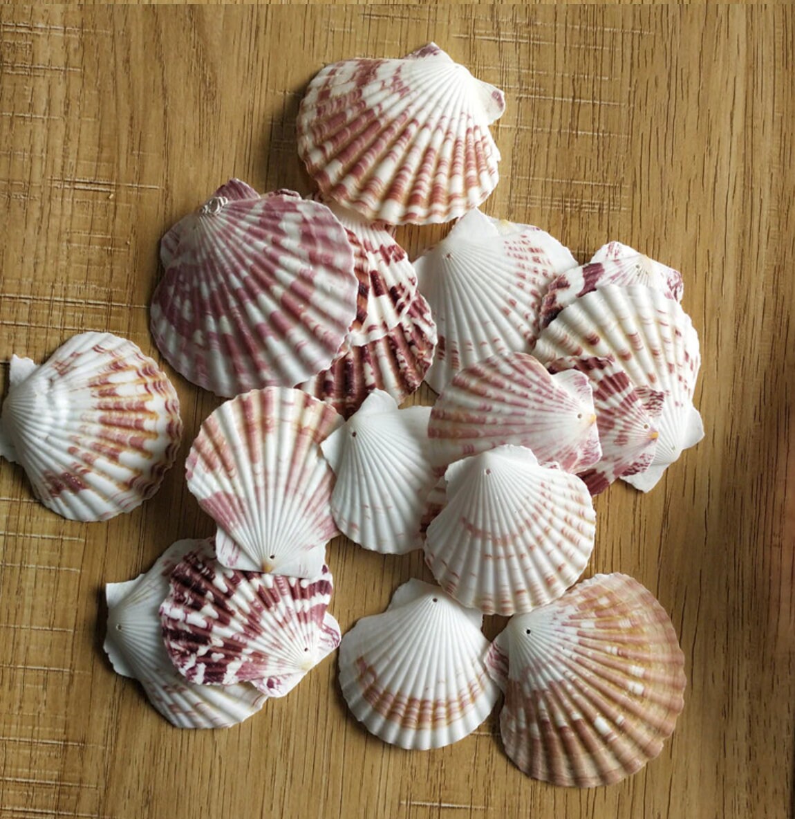 30pcs Natural Conch Sea Shell Natural Decor Seashells Home - Etsy