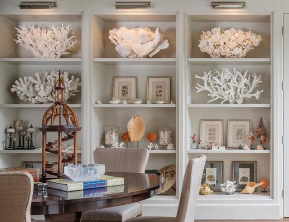 AAA LARGE Natural Conch Shells Decorate17-20cm Large Natural - Etsy