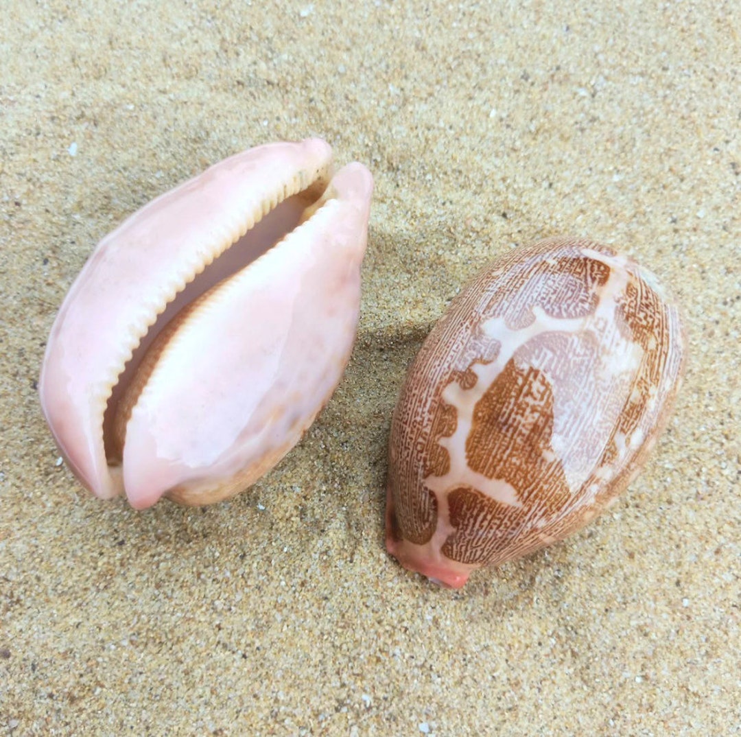 Natural Map Conch Shells (2, 6-8cm): Nautical Home Decor - Etsy