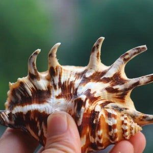 Extremely Rare 14-16cm Natural Large Conch Shells, Floor Decorations ...