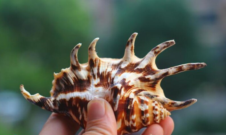 Extremely Rare 14-16cm Natural Large Conch Shells Floor - Etsy