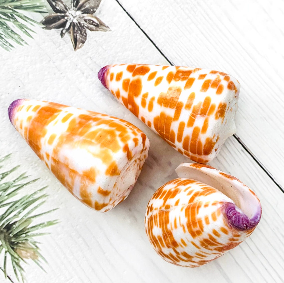 Rare Red Corn Conch Shell, Natural Seashell Specimen (5-6cm) - Etsy