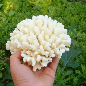 Natural White Coral Tree: Aquarium & Home Decor (12-14cm) - Etsy