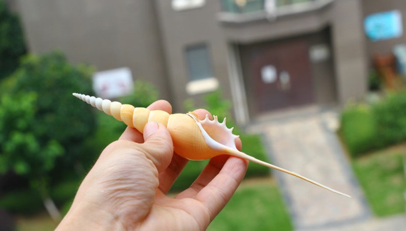 LARGE Rare Natural Conch Shells Long Snails Dafa Screw Secret - Etsy