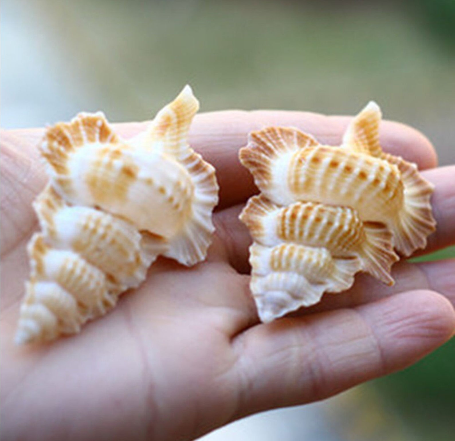 Natural Conch Shell Natural Conch Shell Fish Tank Aquarium - Etsy UK