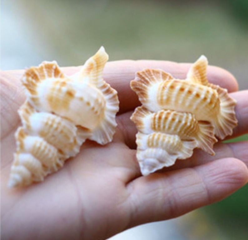 Natural Conch Shell Natural Conch Shell Fish Tank Aquarium - Etsy