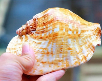 Rare Natural Conch Shell Seashells Home Decoration Natural - Etsy