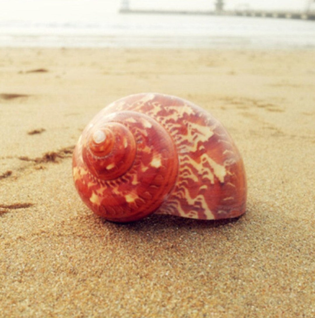 2pcs Sea Decoration 4-6 CM Natural Craft Harpaconoidalis Conch Native ...