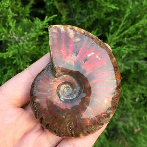 Rare Large Natural Fossil Conch Shell Craft Collection, Natural Crystal ...