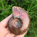 Rare Large Natural Fossil Conch Shell Craft Collection - Etsy