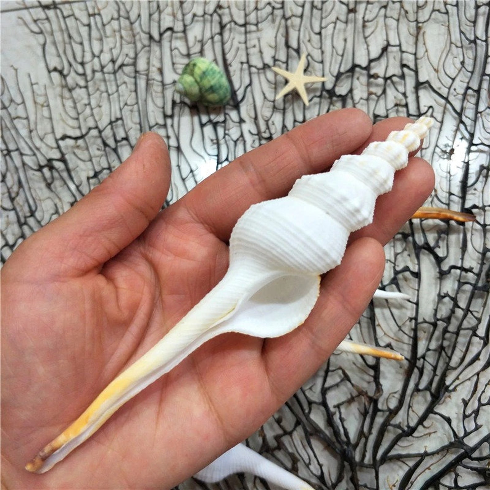 Rare Natural 9-16cm White Snail Long Snail Natural Conch - Etsy UK