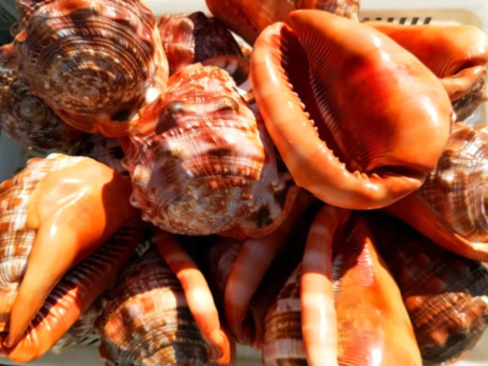 LARGE Decoration Natural Aqumotic Famous Snails Red Natural | Etsy