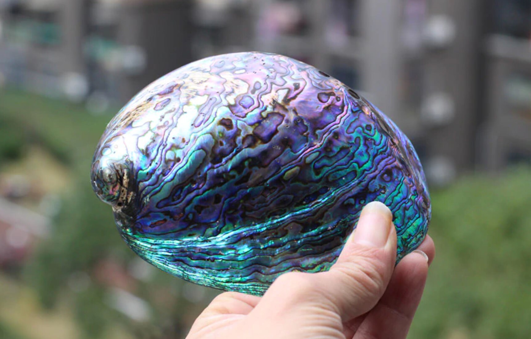 Large Abalone Shell (12-13CM): Natural Seashell Home Decor - Etsy