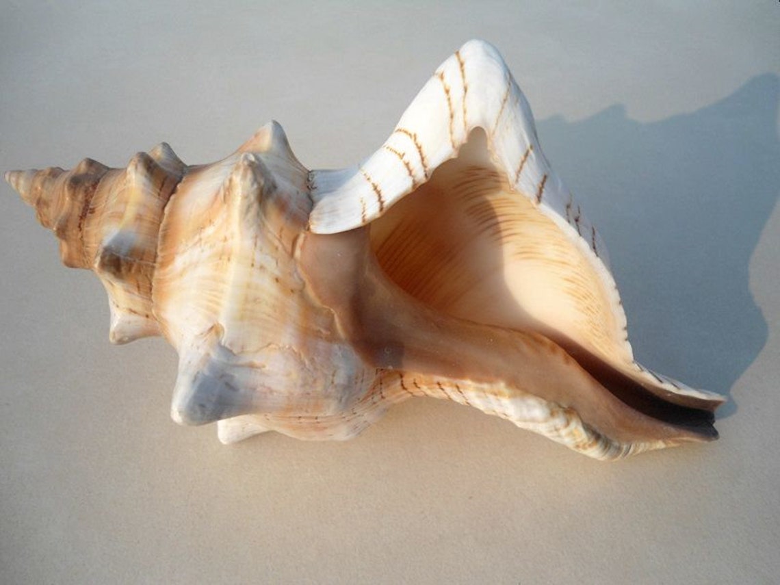 AAA LARGE Natural Winding Conch Shells Decorate Shooting Props - Etsy