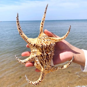 Rare 12-15 Cm Natural Large Conch Shells | Natural Water Conch Shells ...