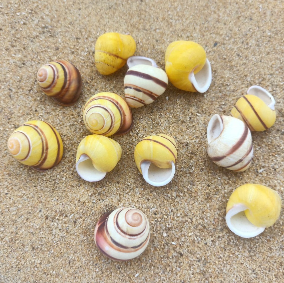 5PCS Gold Conch Lucky Seashells Natural Snail Seashell - Etsy Canada