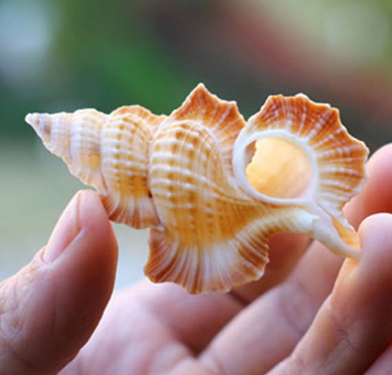 Natural Conch Shell Natural Conch Shell Fish Tank Aquarium | Etsy