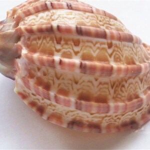 Large Harp Shell: Natural Carambola Seashell, Aquarium Ornament (6-8cm ...