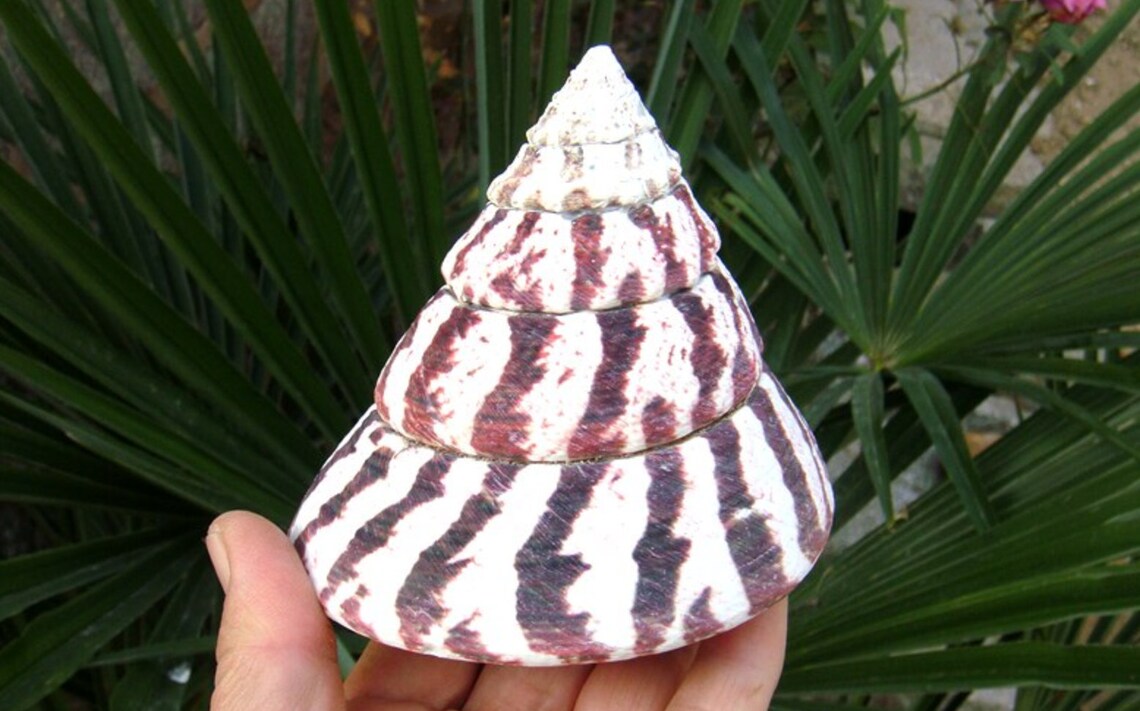 12-14cm LARGE Natural Red Tower Snail Coral Sea Coral Tree - Etsy