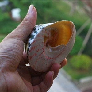 Rare Natural Green Bell Conch Craft Shell Large Conch Shell, Big Green ...