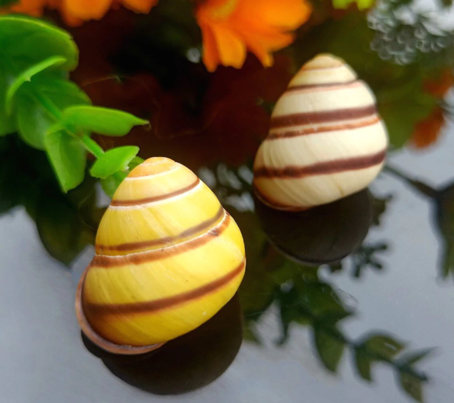 5PCS Gold Conch Lucky Seashells Natural Snail Seashell - Etsy Canada