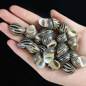5 Zebra Conch Seashells: Natural Fossil Collectibles, Fish Tank Decor ...