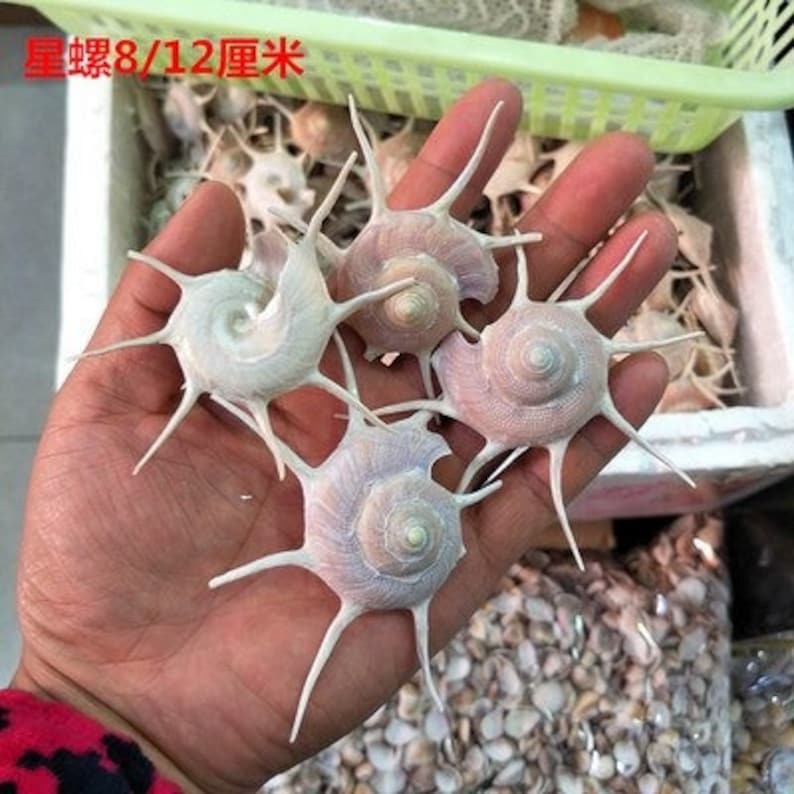 Rare Seastar Conch Shell: Natural Aquarium Decoration (5-6 Cm) - Etsy