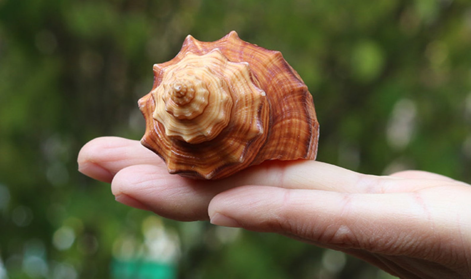 RARE Natural Conch Shell Red Sea Snail Corn Conch Sea Shell - Etsy