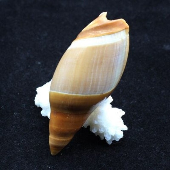Extremely Rare Natural Conch Shell Snails Aquarium Home - Etsy
