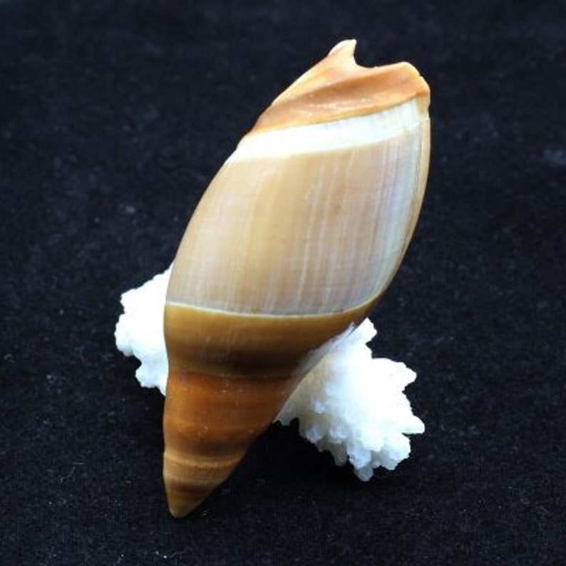 Extremely Rare Natural Conch Shell Snails Aquarium Home - Etsy