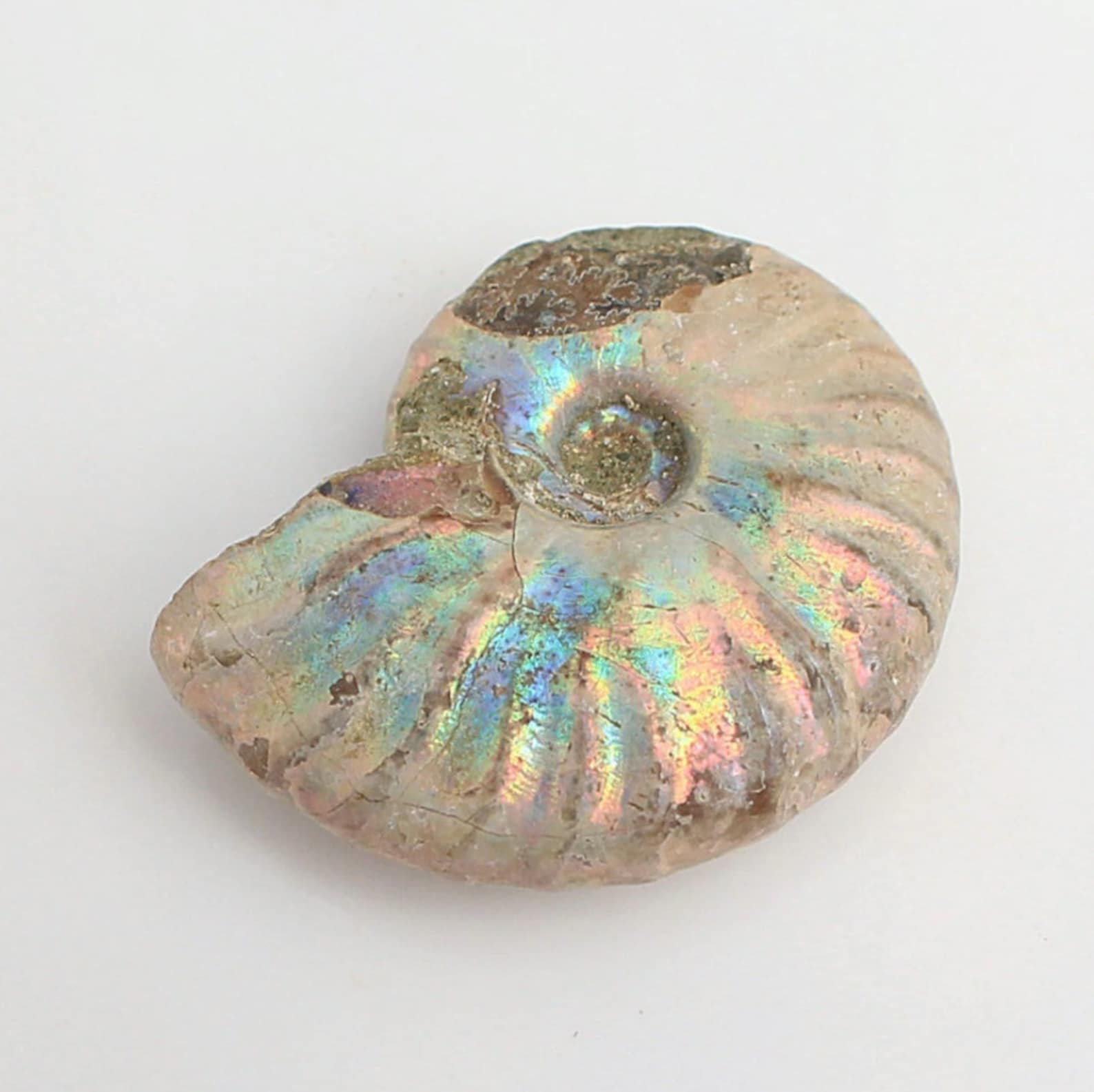 Rare Natural Conch Shell Starfish Craft Decoration Immemorial - Etsy