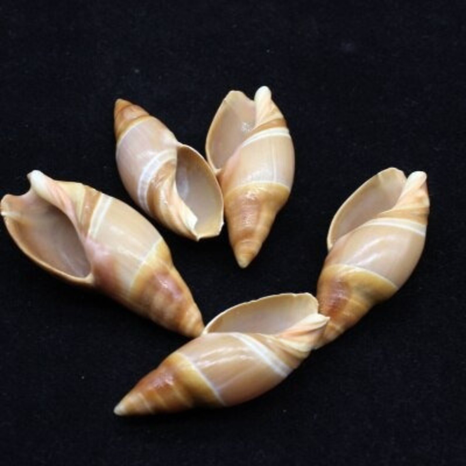 Extremely Rare Natural Conch Shell Snails Aquarium Home - Etsy