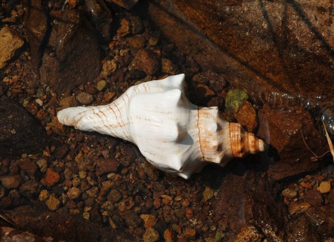 Rare Large Natural Conch Shofar Snail Seashell, Conch Natural Craft ...